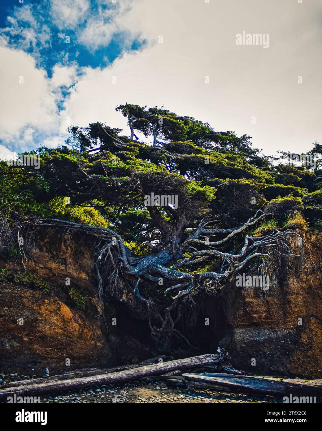 Kalaloch tree of life hi-res stock photography and images - Alamy