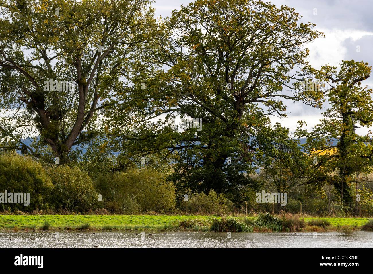 Mature Oak tress in Autumn. Slimbridge South lake hide view Stock Photo ...