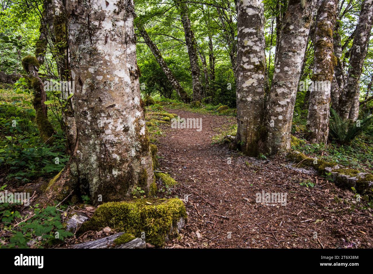 A scenic pathway winds through a birch forest on Gorge Lake, north ...