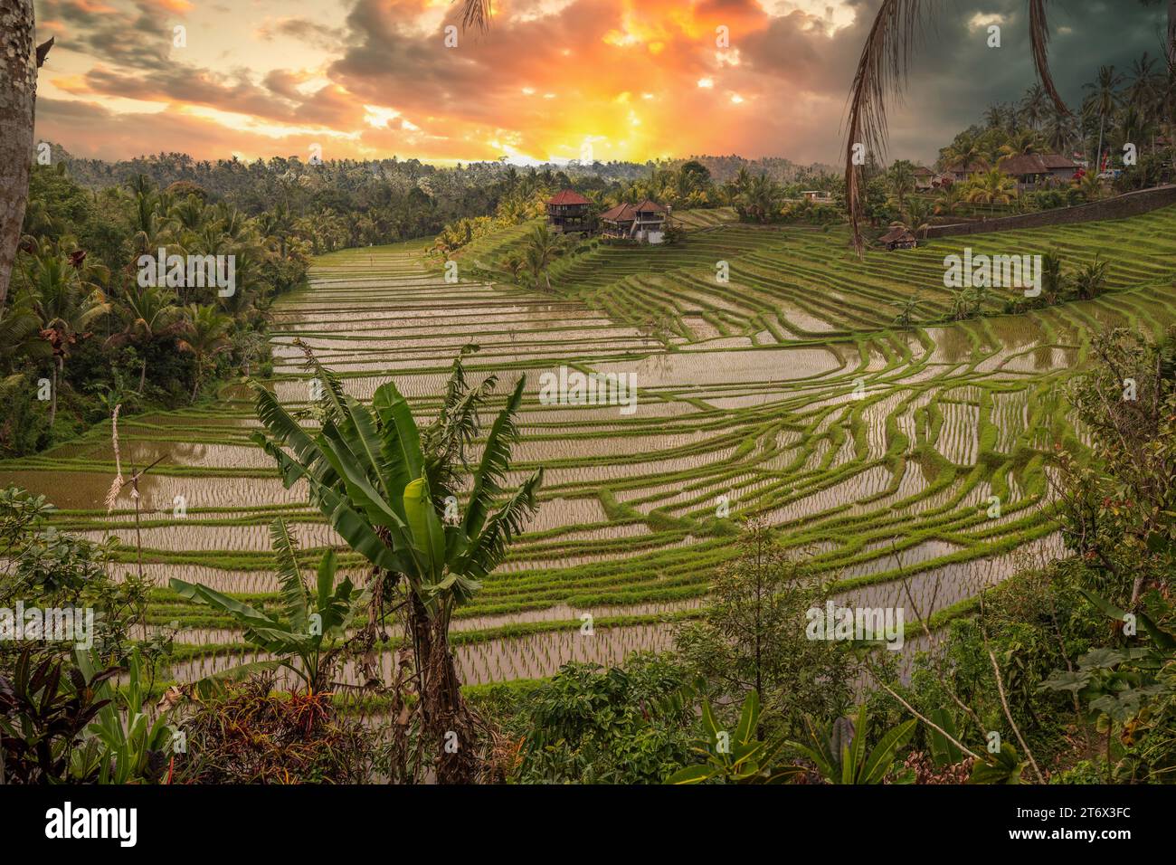 Rice terrace view in Blimbing and Pupuan. Beautiful rolling fields in ...
