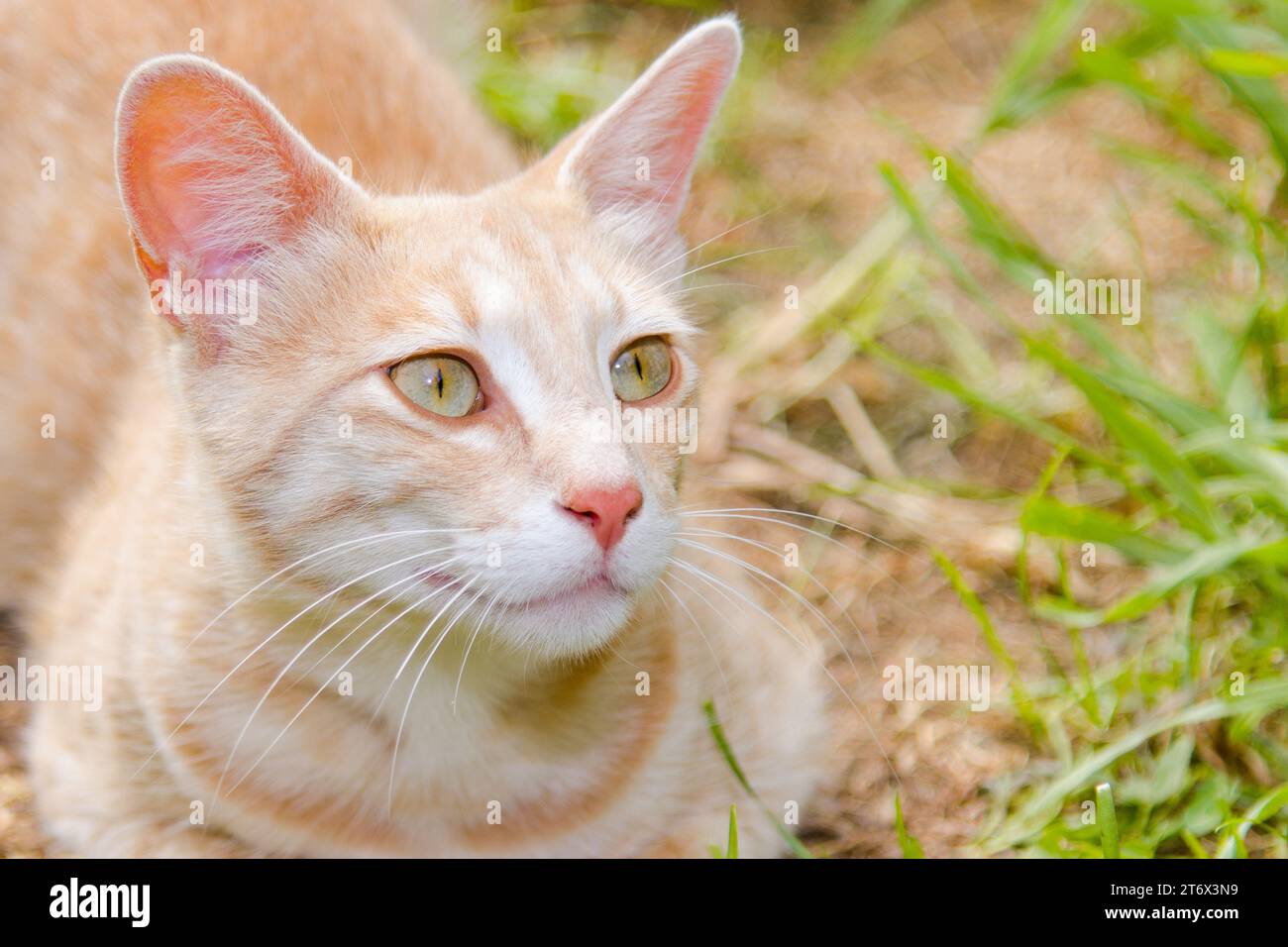 stray red cat sitting Stock Photo - Alamy