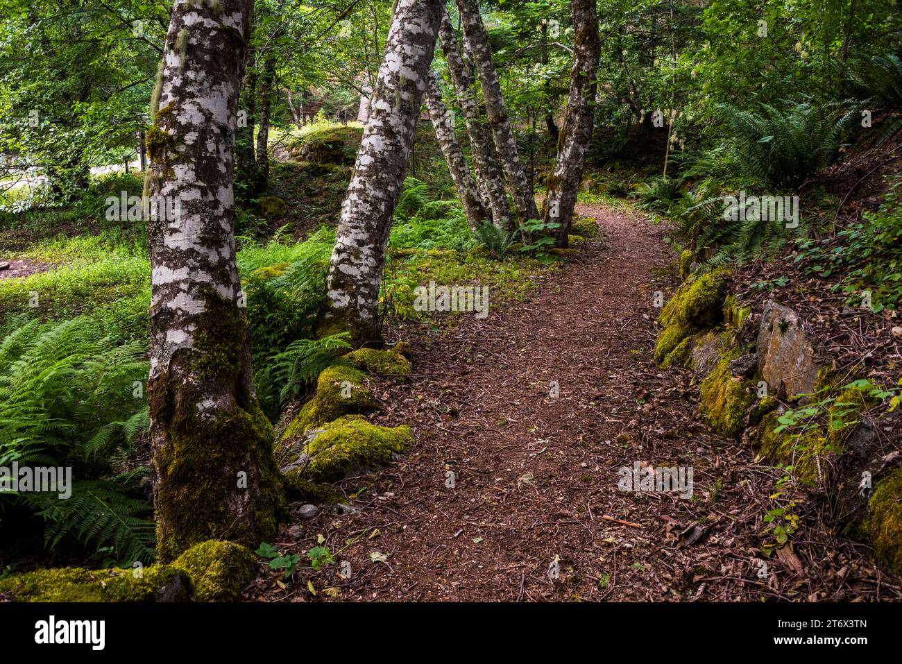 A scenic pathway winds through a birch forest on Gorge Lake, north ...