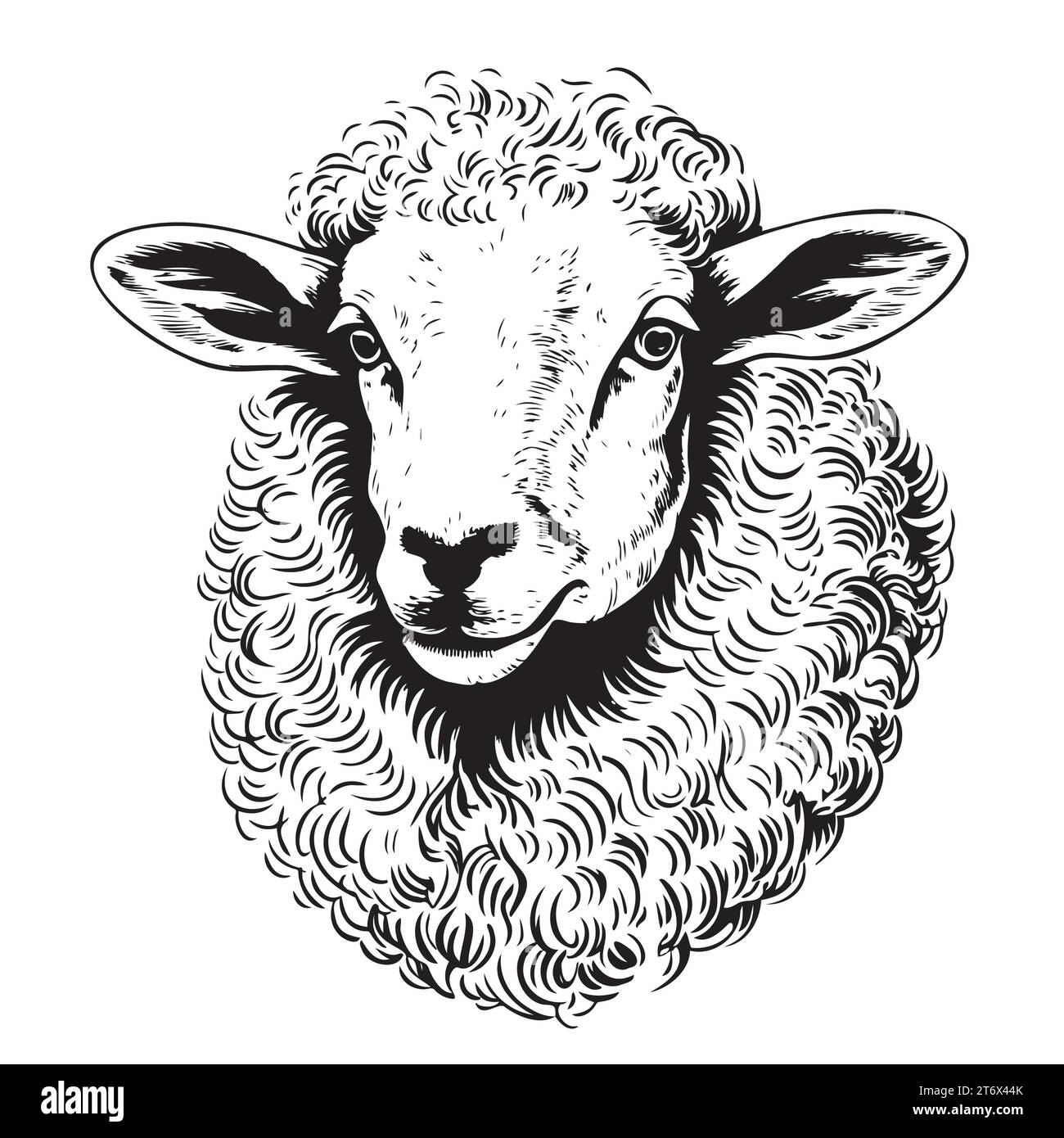 Front View Sketch Style Portrait Of Domestic Farm Sheep Vector