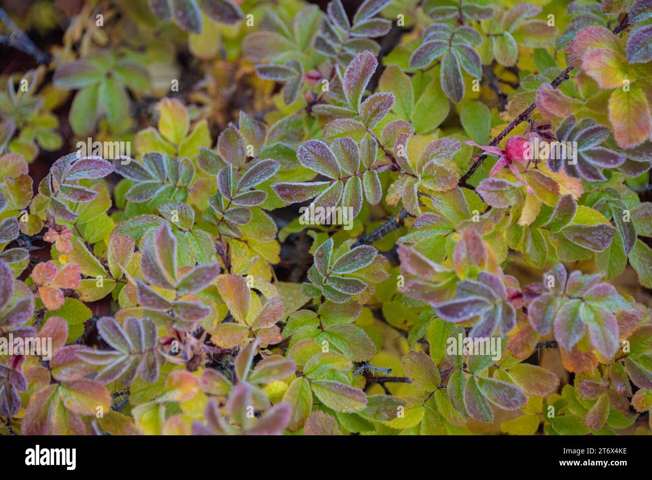 This captivating plant and its fiery red and green leaves delicately ...