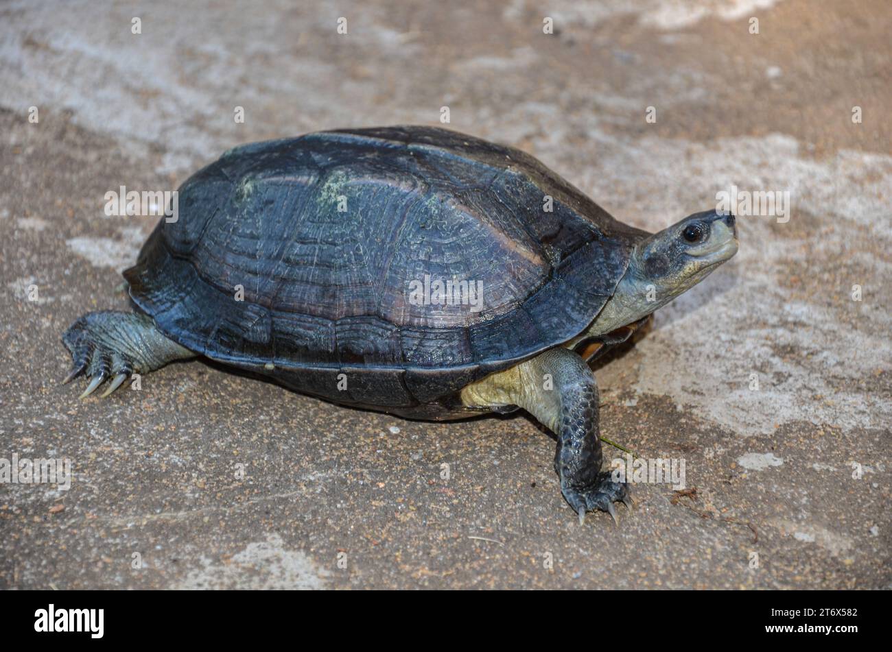 Freshwater turtles hi-res stock photography and images - Alamy