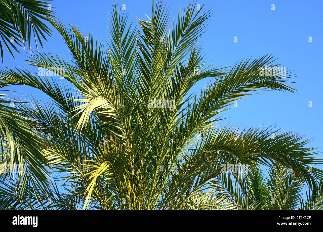 Date palm tree close up with sunlight seen through the leaves Stock ...