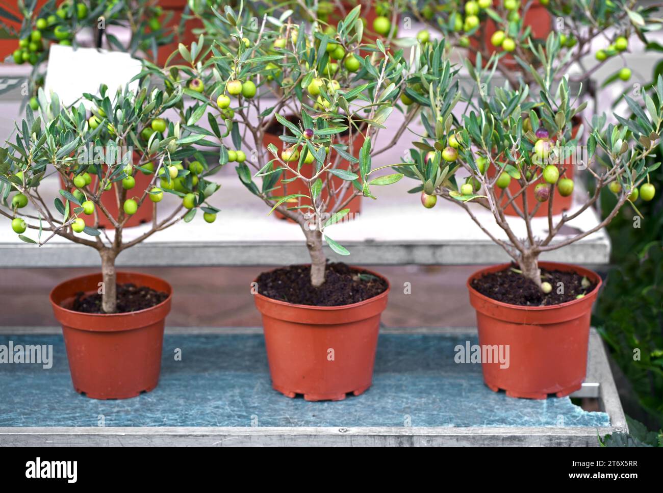 Olive in a pot for sale. Pots with a small olive tree are sold Stock ...