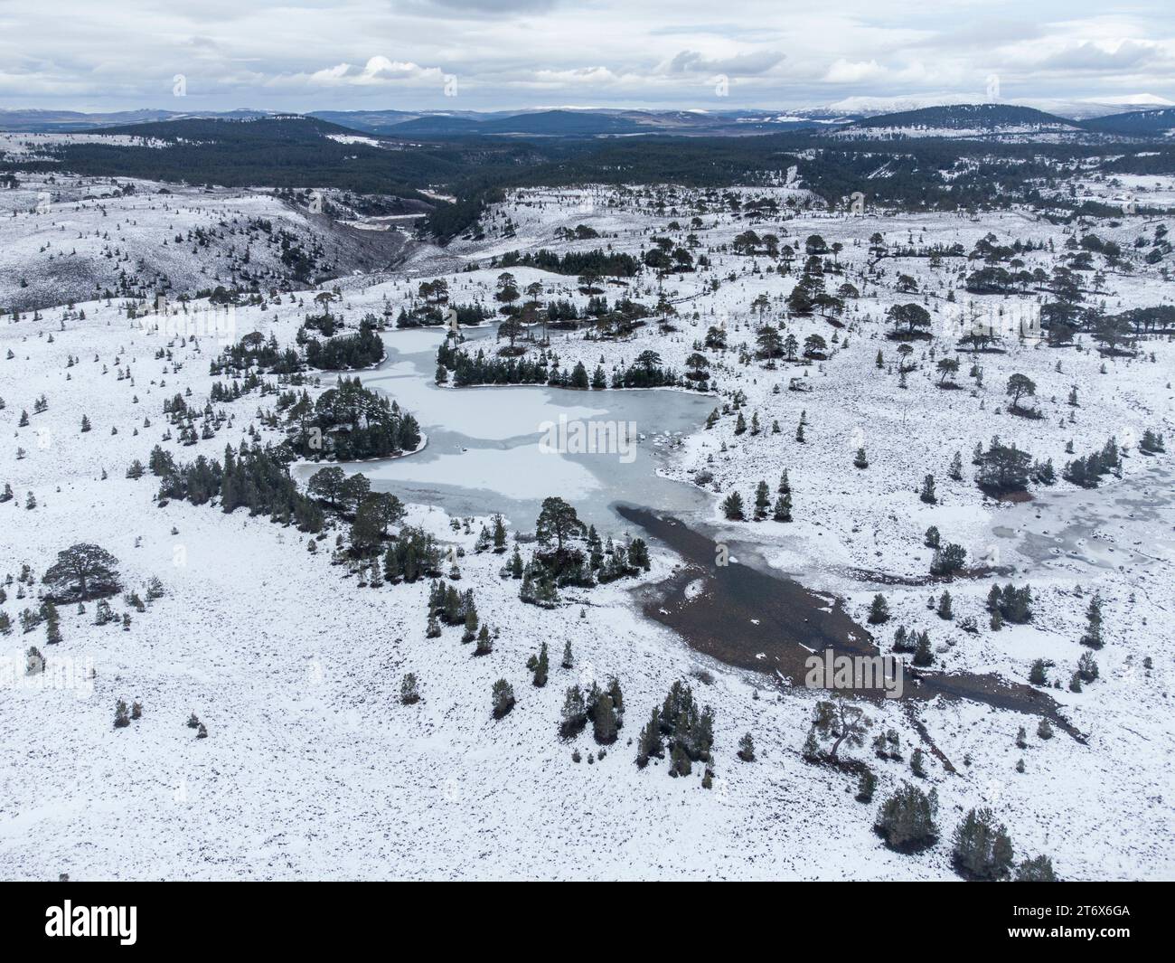 Winter veiw of Abernethy national nature reserve Cairngoms National ...