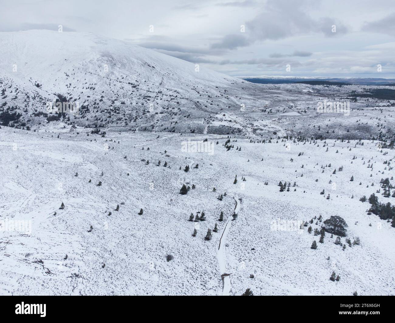 Winter veiw of Abernethy national nature reserve Cairngoms National ...