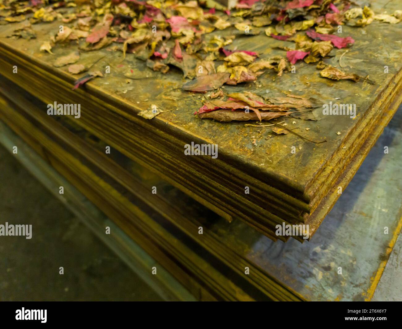 stack of thick rusted steel sheets covered with yellow autumn leaves ...