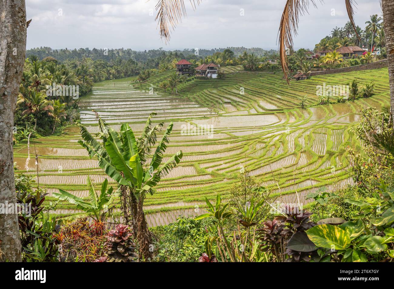 Rice terrace view in Blimbing and Pupuan. Beautiful rolling fields in ...
