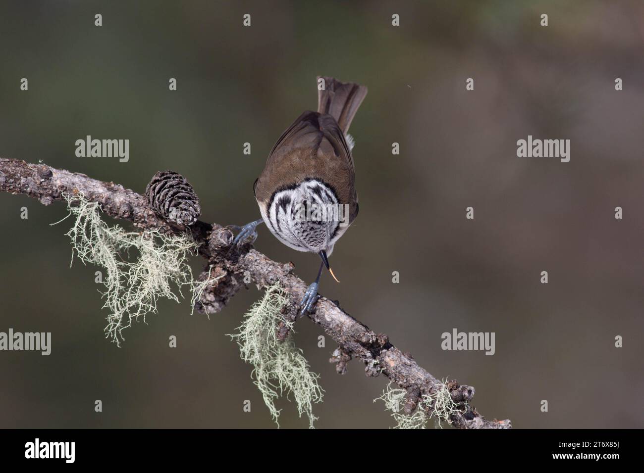 Bird in the wilderness with unfocused background Stock Photo - Alamy