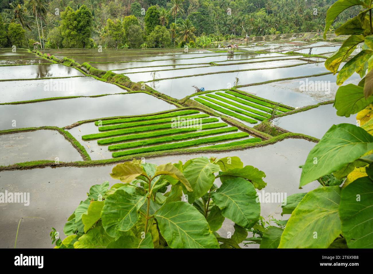 Rice terrace view in Blimbing and Pupuan. Beautiful rolling fields in ...