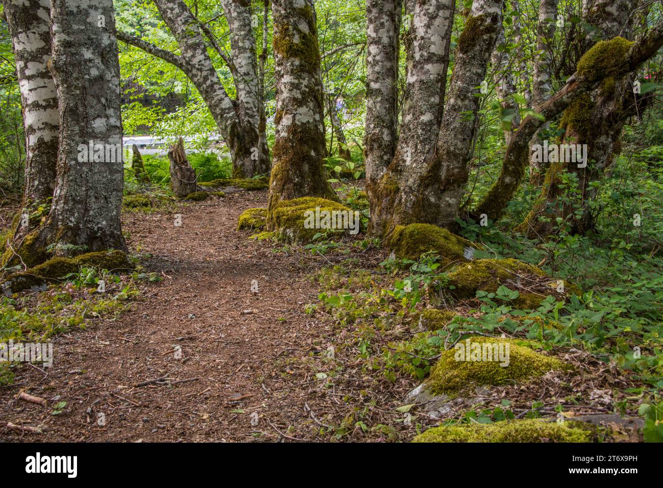 A scenic pathway winds through a birch forest on Gorge Lake, north ...