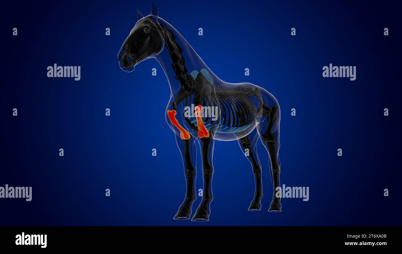 humerus bone horse skeleton anatomy for medical concept 3D rendering ...
