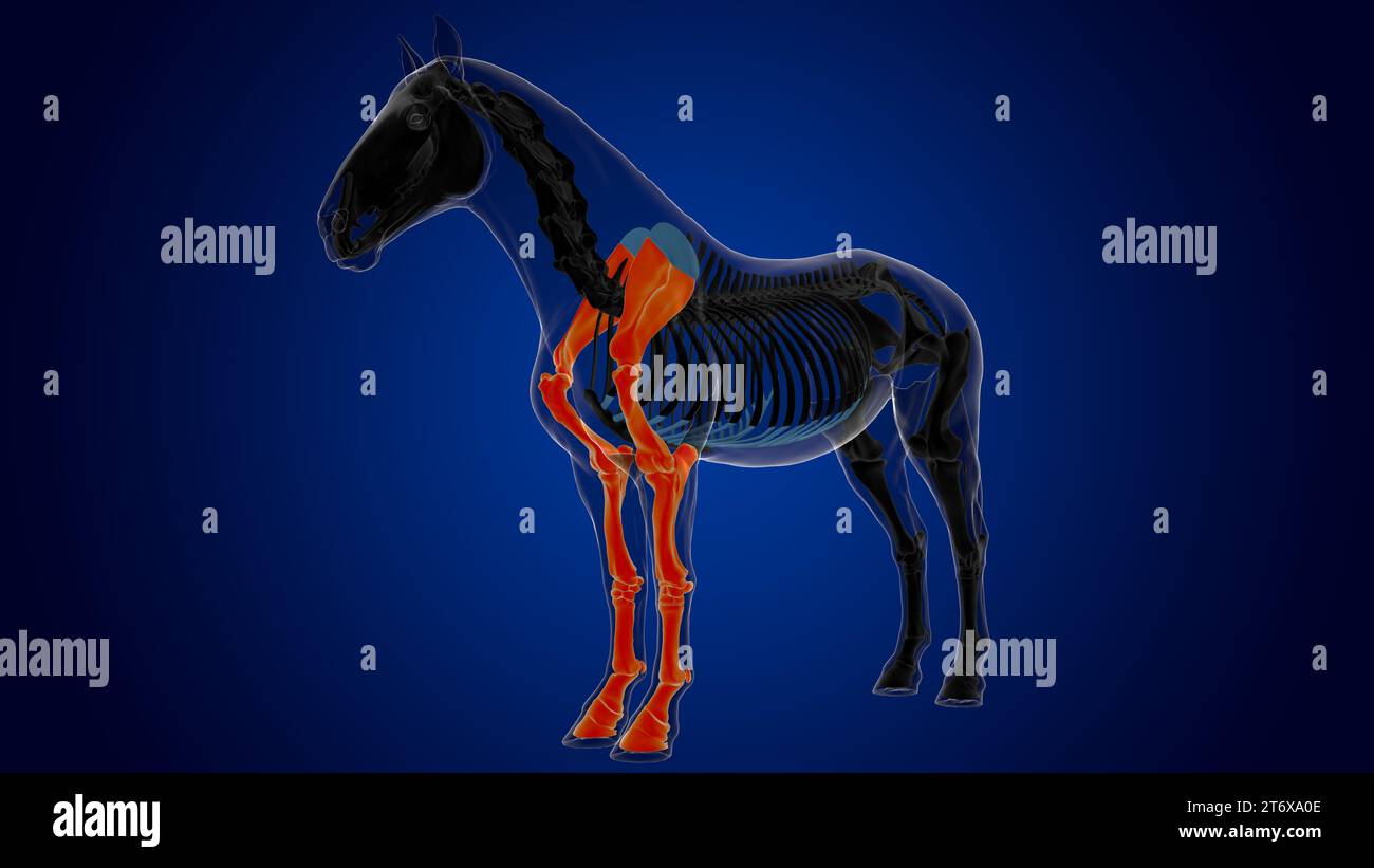Forelimb bones of bone horse skeleton anatomy for medical concept 3D ...