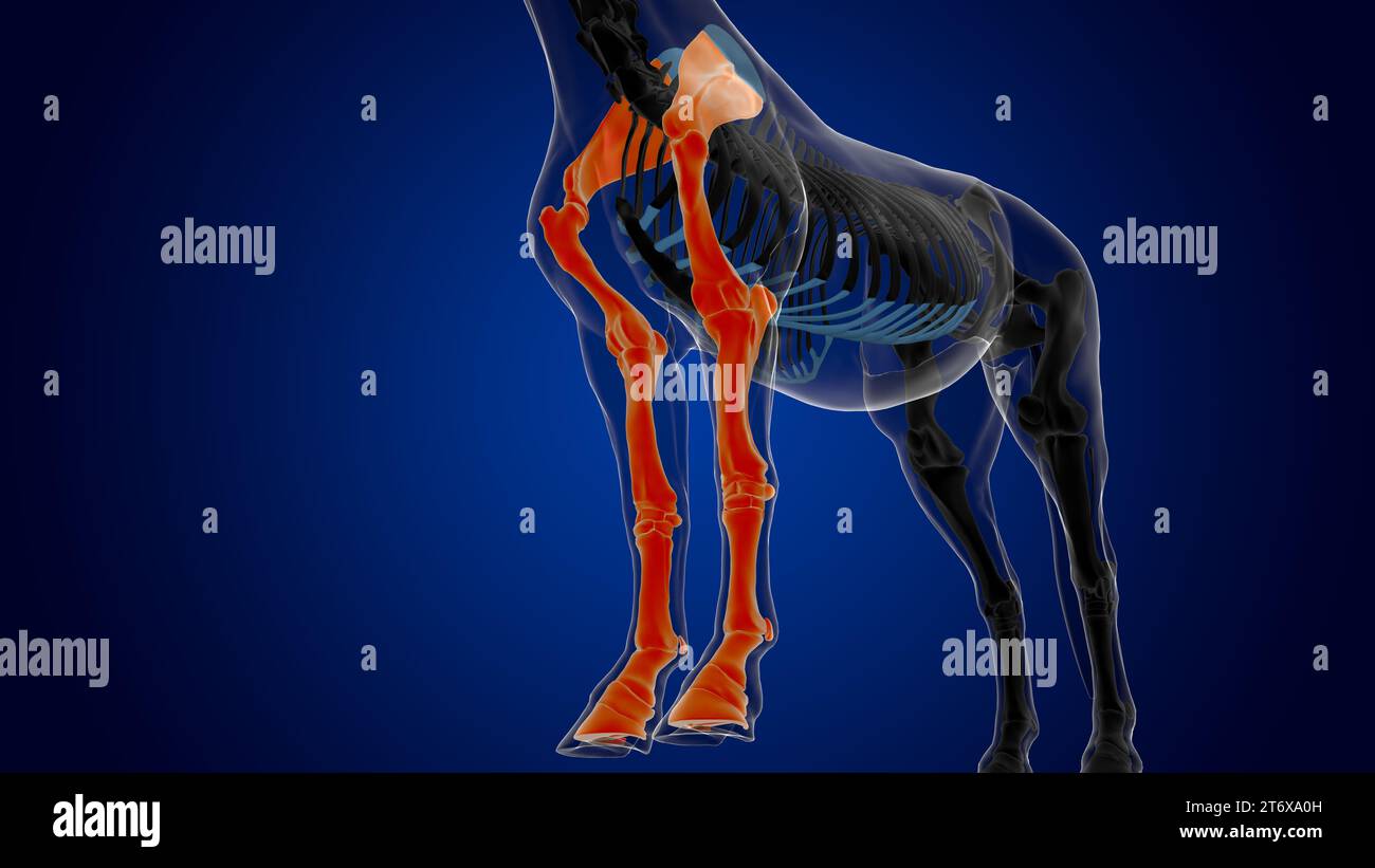 Forelimb bones of bone horse skeleton anatomy for medical concept 3D ...