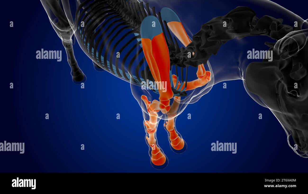 Horse forelimb skeleton hi-res stock photography and images - Alamy