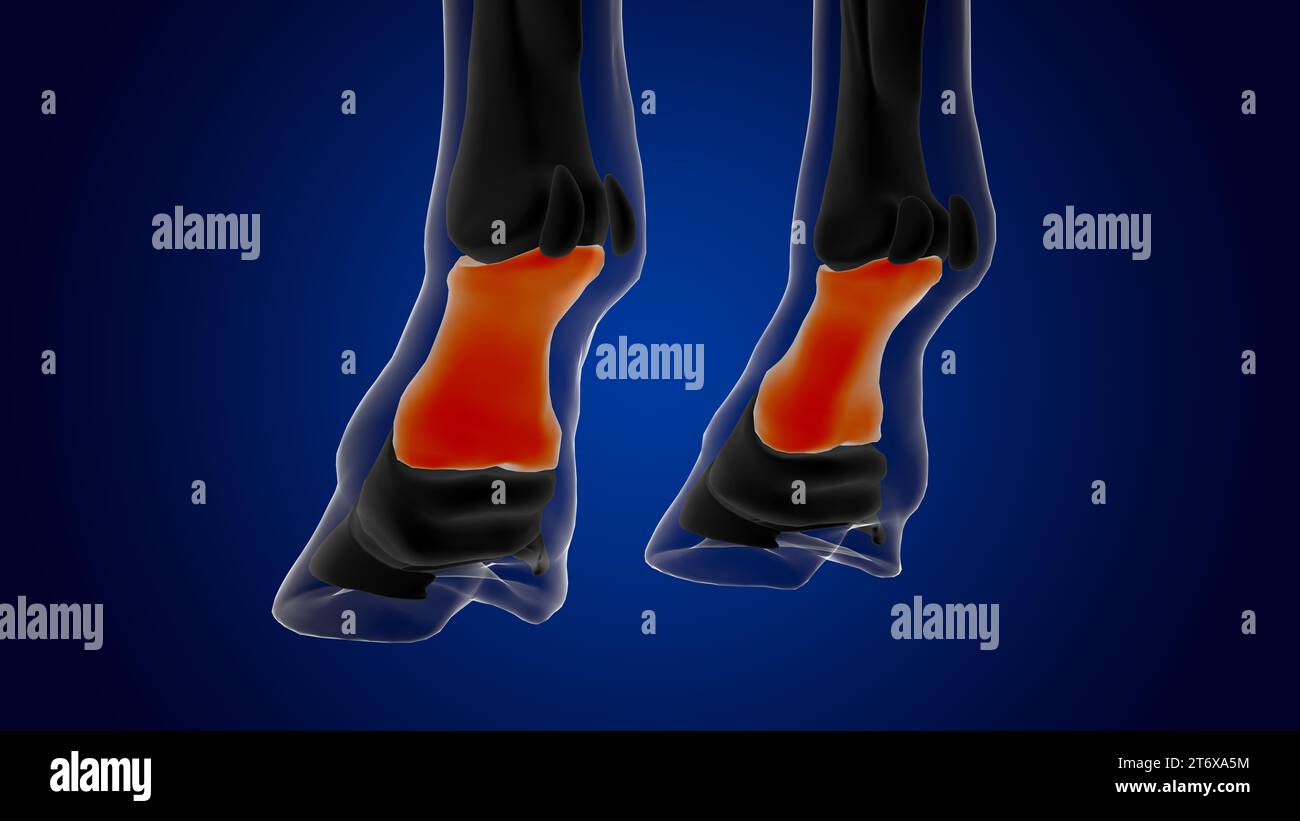 Long pastern bone horse skeleton anatomy for medical concept 3D ...