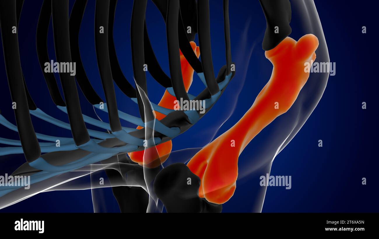 humerus bone horse skeleton anatomy for medical concept 3D rendering ...