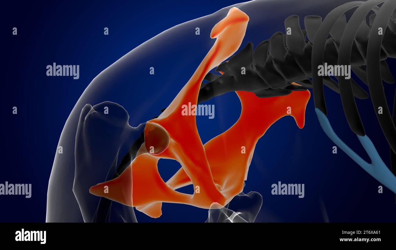 Pelvis bone horse skeleton anatomy for medical concept 3D Rendering ...
