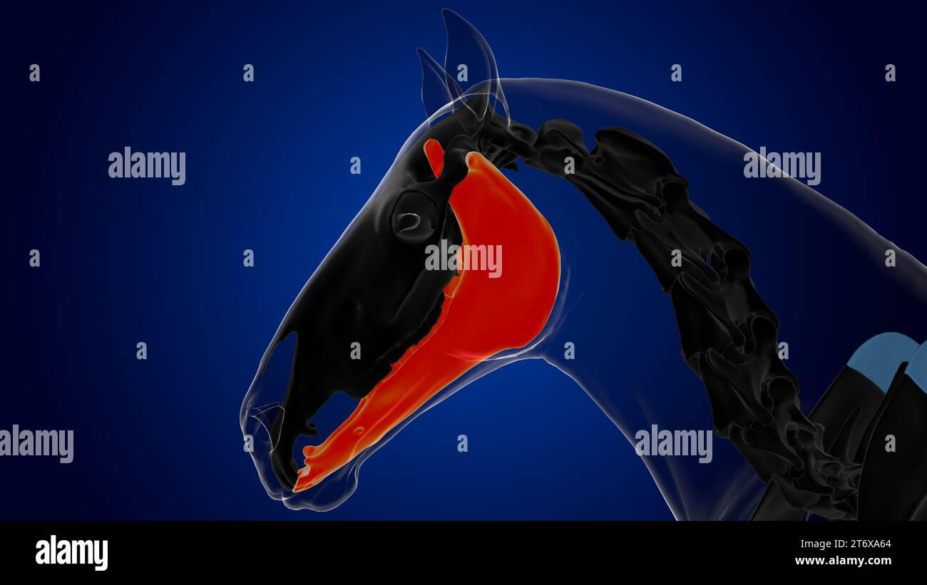 Mandible bone horse skeleton anatomy for medical concept 3D rendering ...