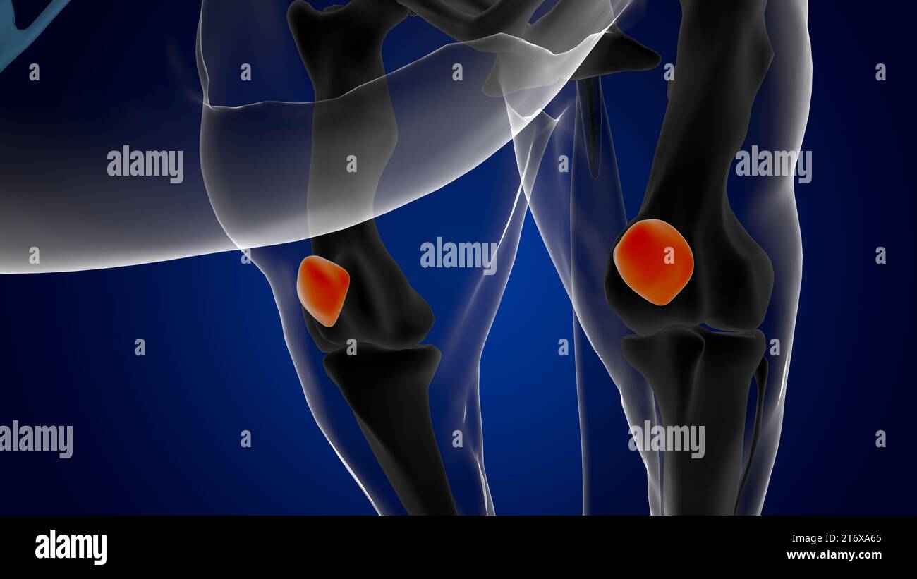Patella bone horse skeleton anatomy for medical concept 3D Rendering ...