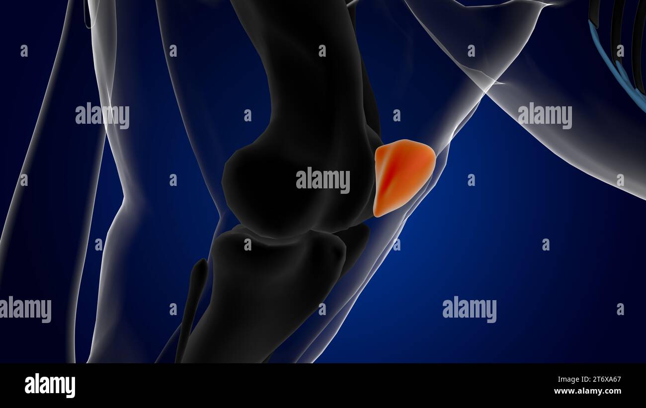 Patella bone horse skeleton anatomy for medical concept 3D Rendering ...