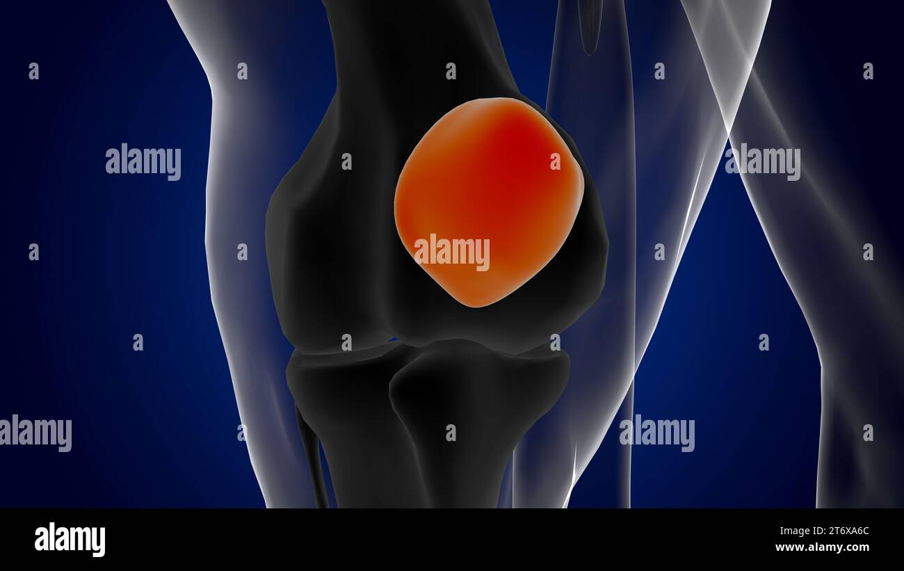 Patella bone horse skeleton anatomy for medical concept 3D Rendering ...