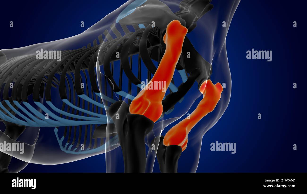 humerus bone horse skeleton anatomy for medical concept 3D rendering ...