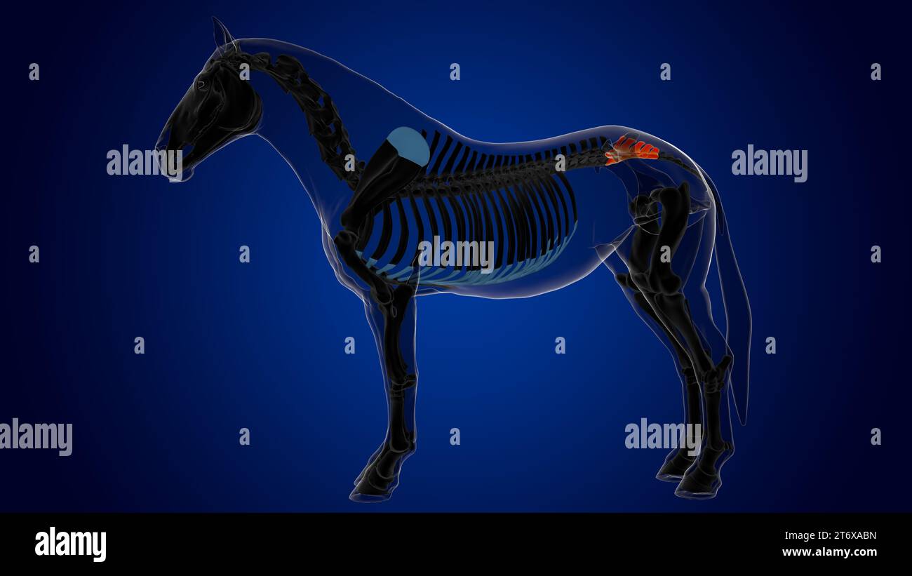 sacral vertebrae bone horse skeleton anatomy for medical concept 3D ...
