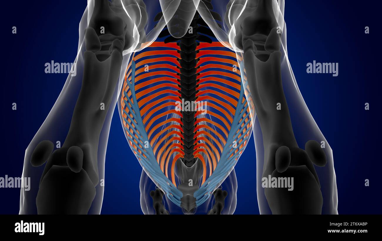rib cage bones horse skeleton anatomy for medical concept 3D rendering ...