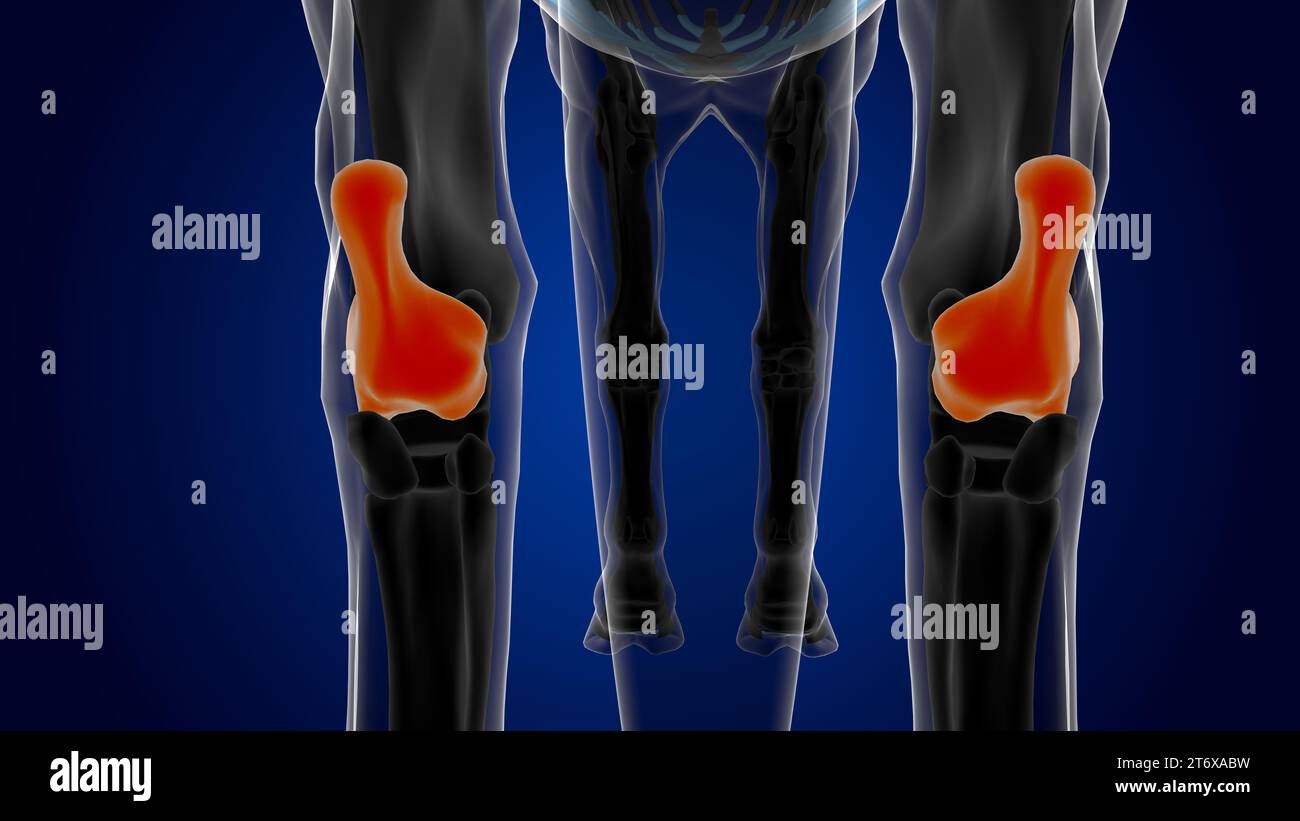 Calcaneus bone horse skeleton anatomy for medical concept 3D Rendering ...