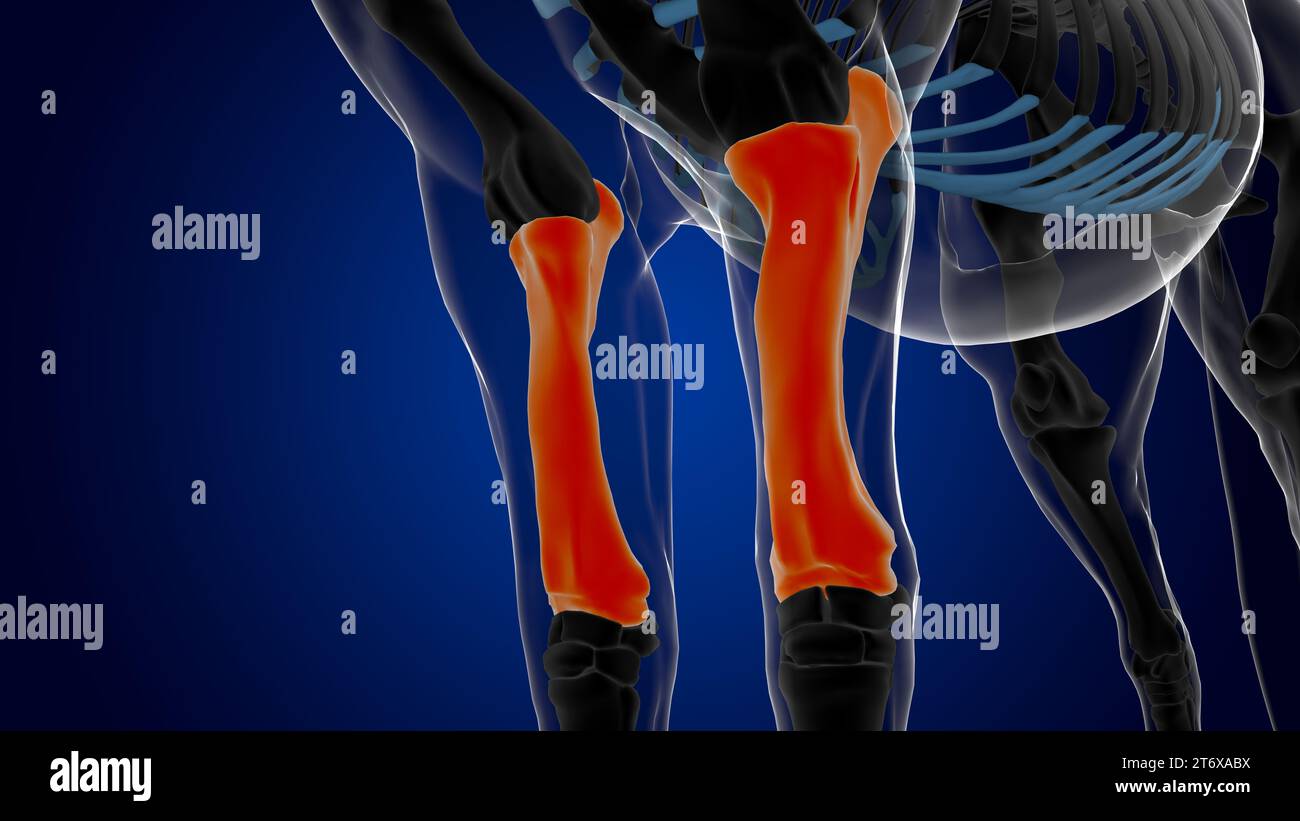 Radius Bone Horse at Christian Liao blog