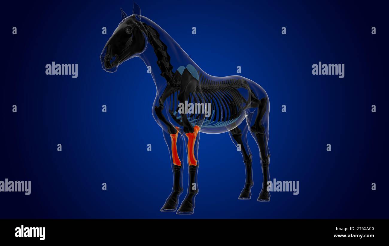 radius ulna bone horse skeleton anatomy for medical concept 3D ...