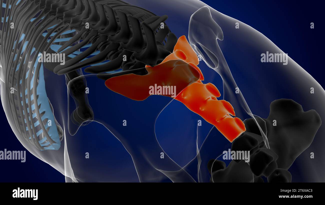 sacral vertebrae bone horse skeleton anatomy for medical concept 3D ...