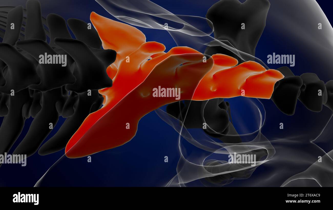 sacral vertebrae bone horse skeleton anatomy for medical concept 3D ...