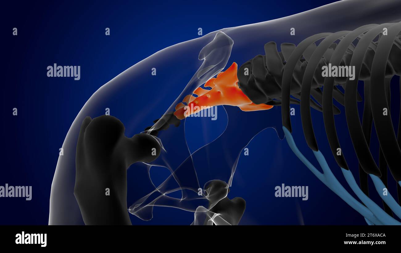 sacral vertebrae bone horse skeleton anatomy for medical concept 3D ...