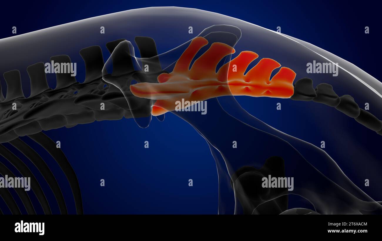 sacral vertebrae bone horse skeleton anatomy for medical concept 3D ...