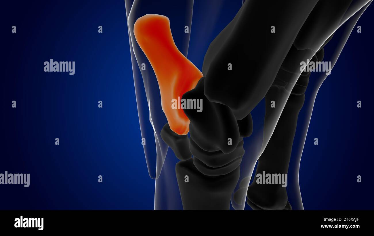 Calcaneus bone horse skeleton anatomy for medical concept 3D Rendering ...
