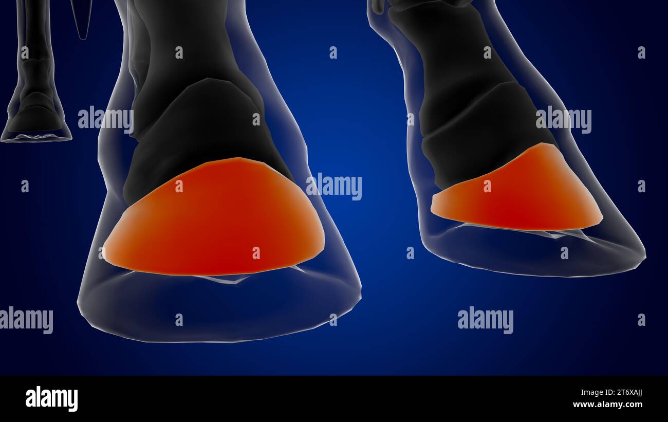 Coffin bone horse skeleton anatomy for medical concept 3D rendering ...