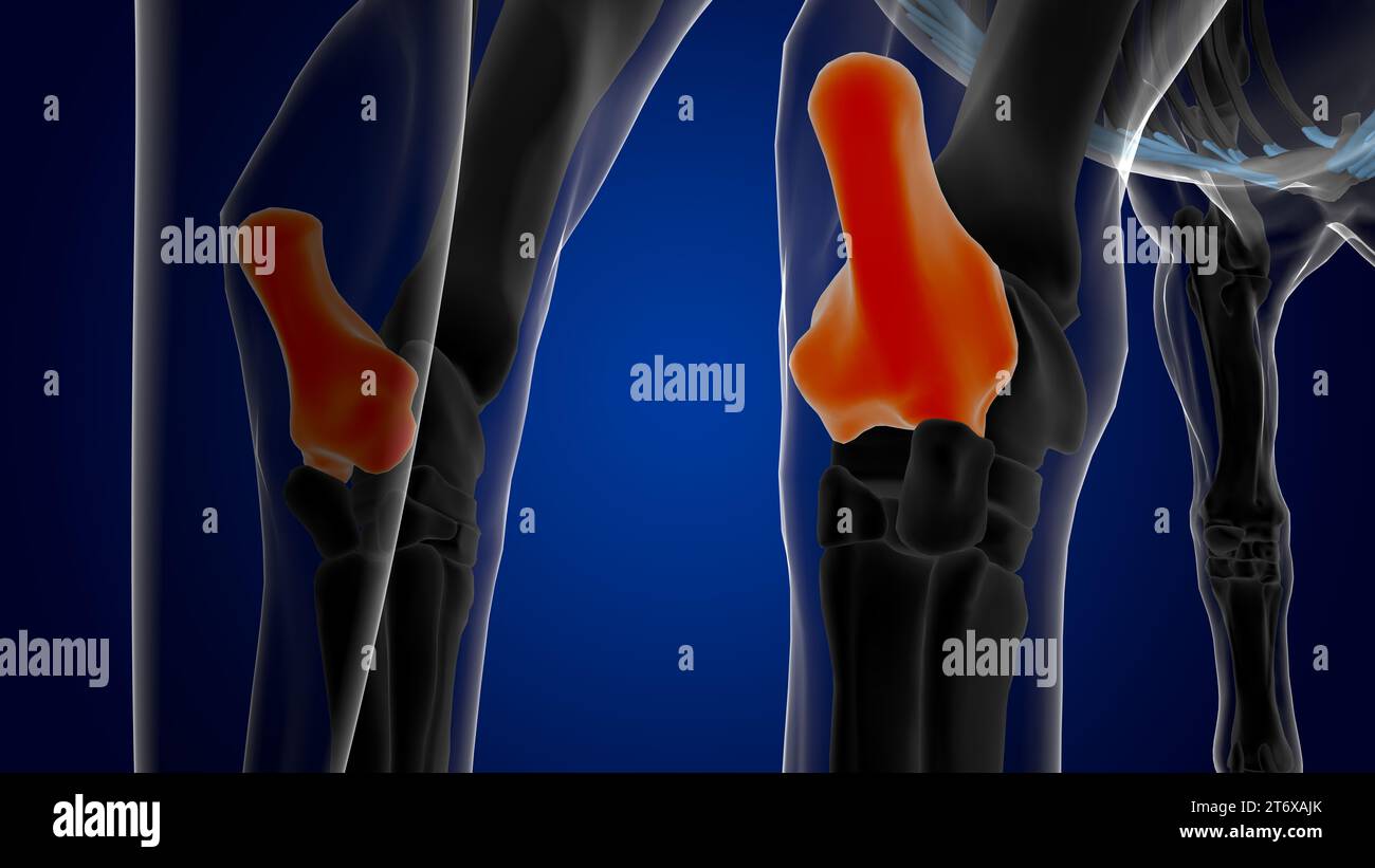 Calcaneus bone horse skeleton anatomy for medical concept 3D Rendering ...