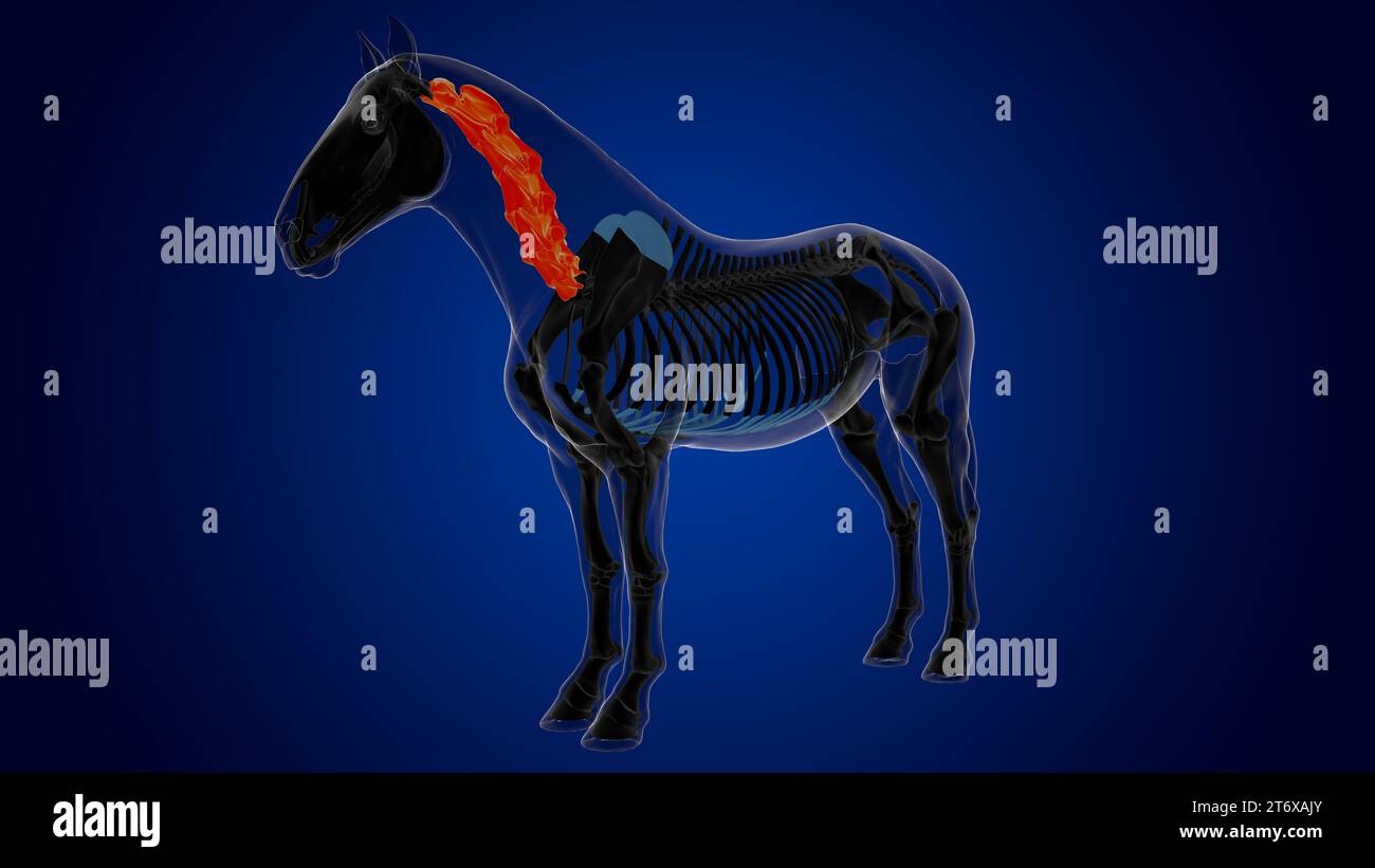 Cervical vertebrae horse skeleton anatomy for medical concept 3D ...