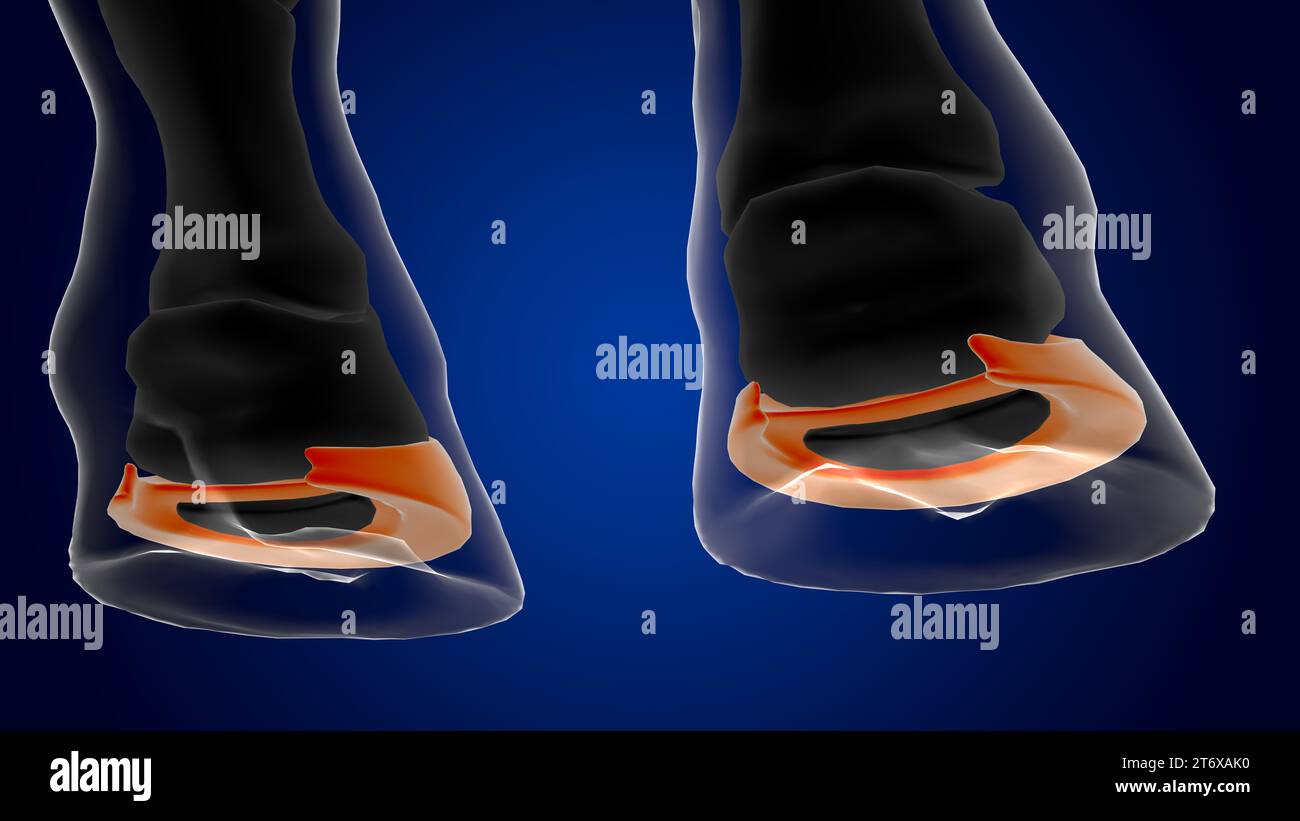 Coffin bone horse skeleton anatomy for medical concept 3D rendering ...