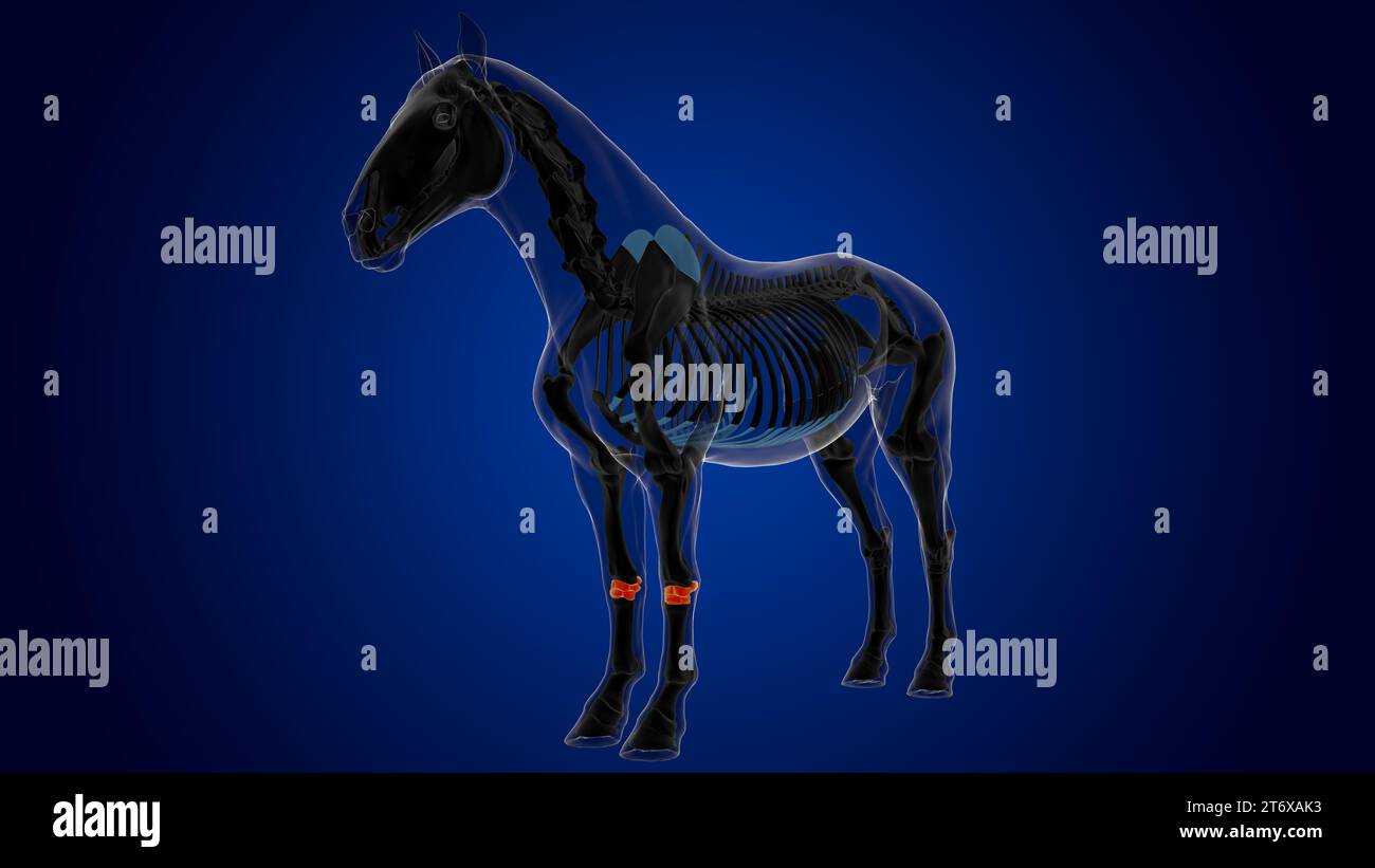 carpal bone horse skeleton anatomy for medical concept 3D rendering ...