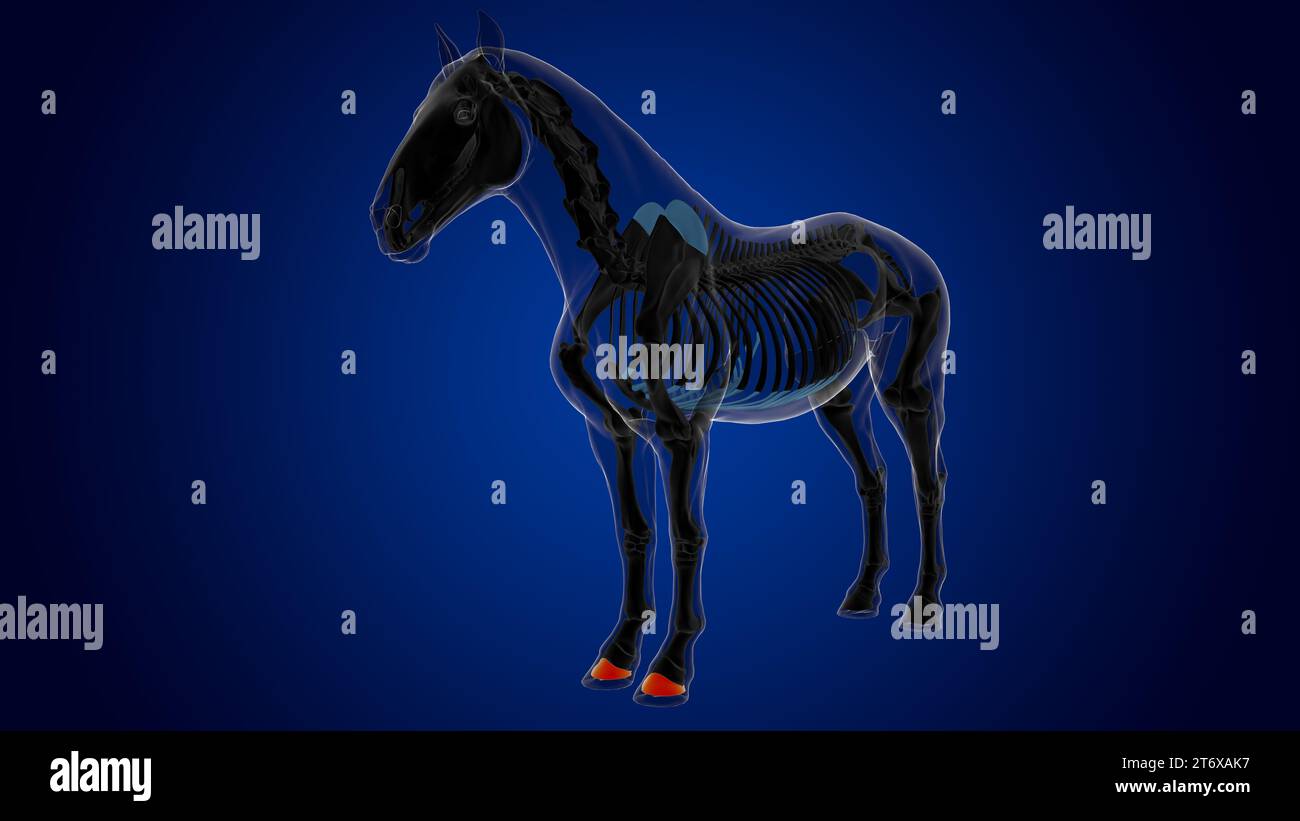 Coffin bone horse skeleton anatomy for medical concept 3D rendering ...