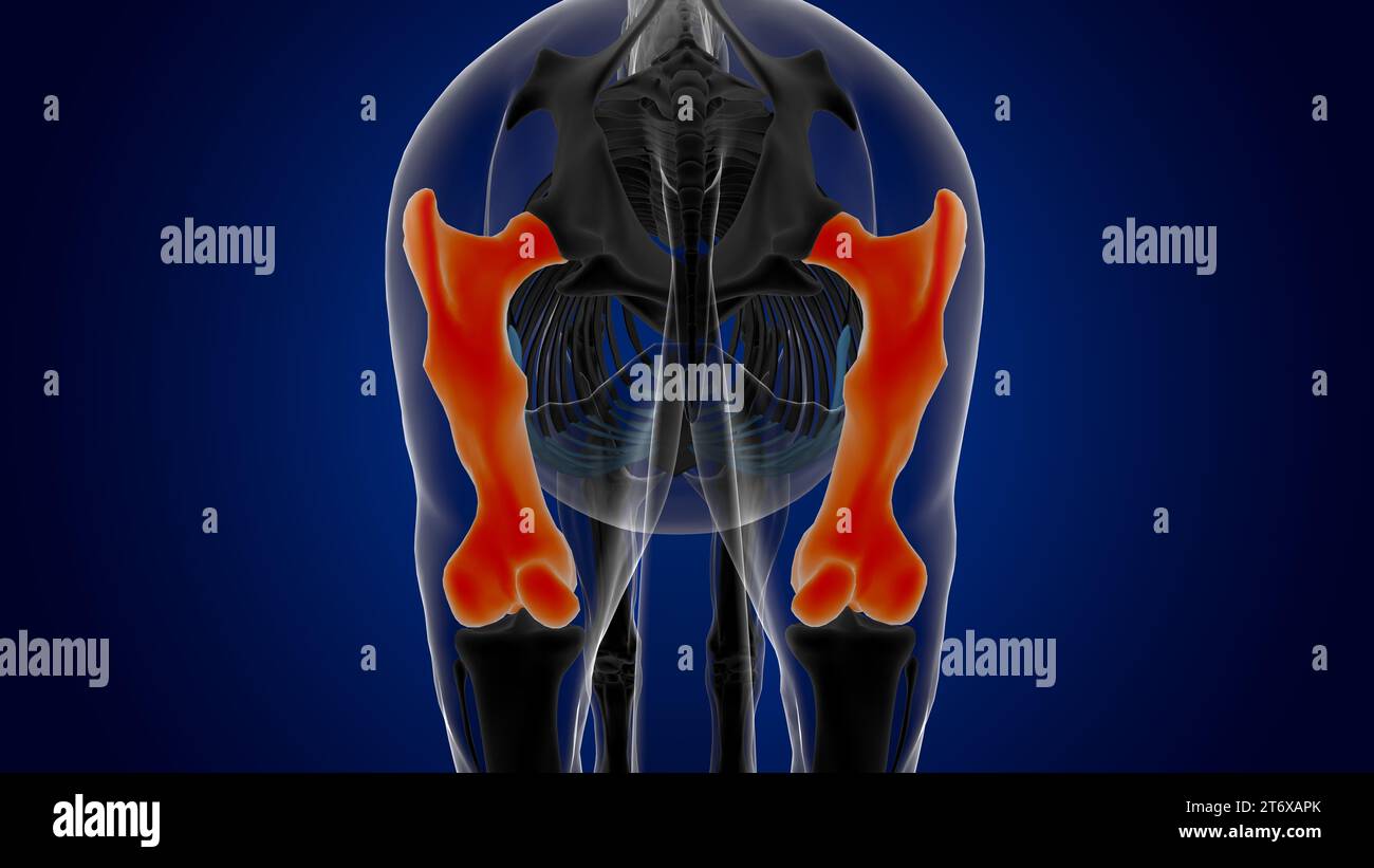 Femur bone horse skeleton anatomy for medical concept 3D Rendering ...