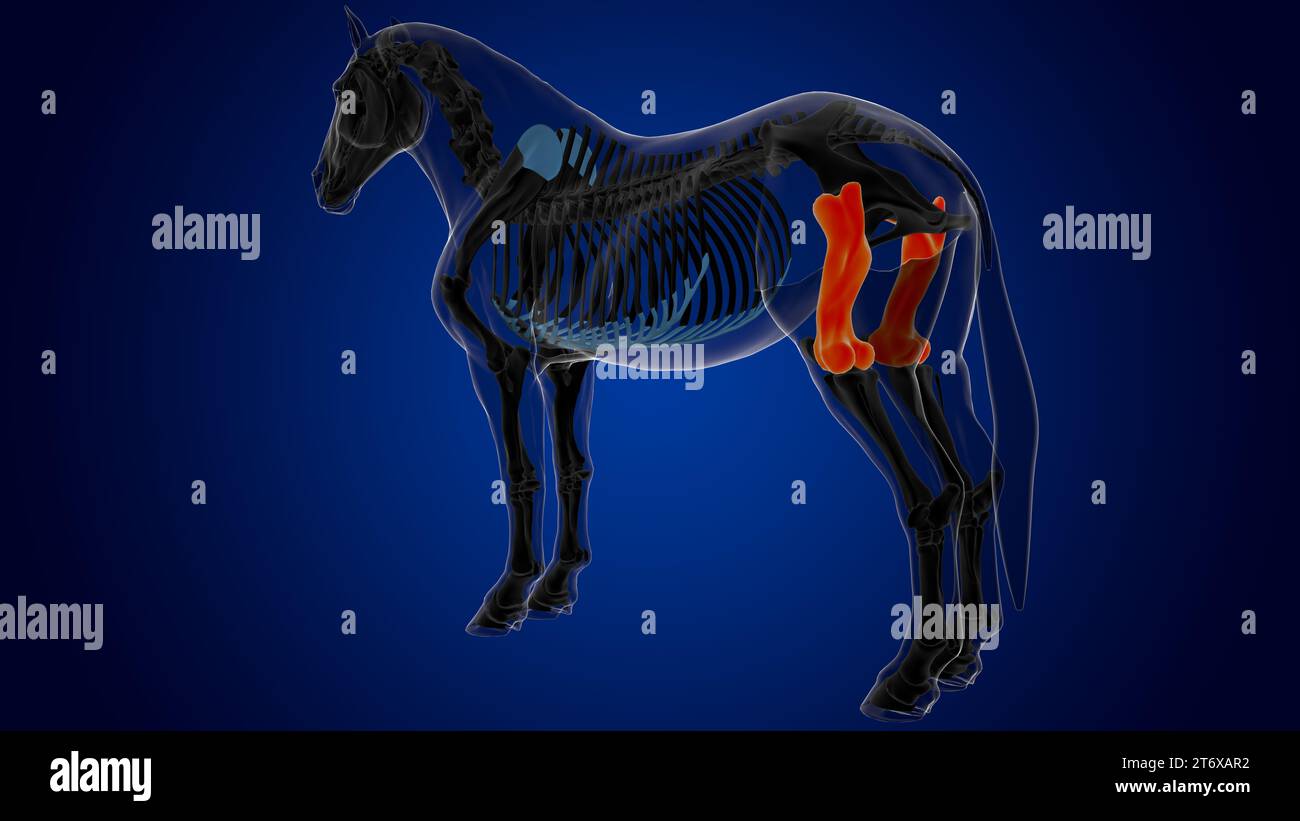 Femur bone horse skeleton anatomy for medical concept 3D Rendering ...