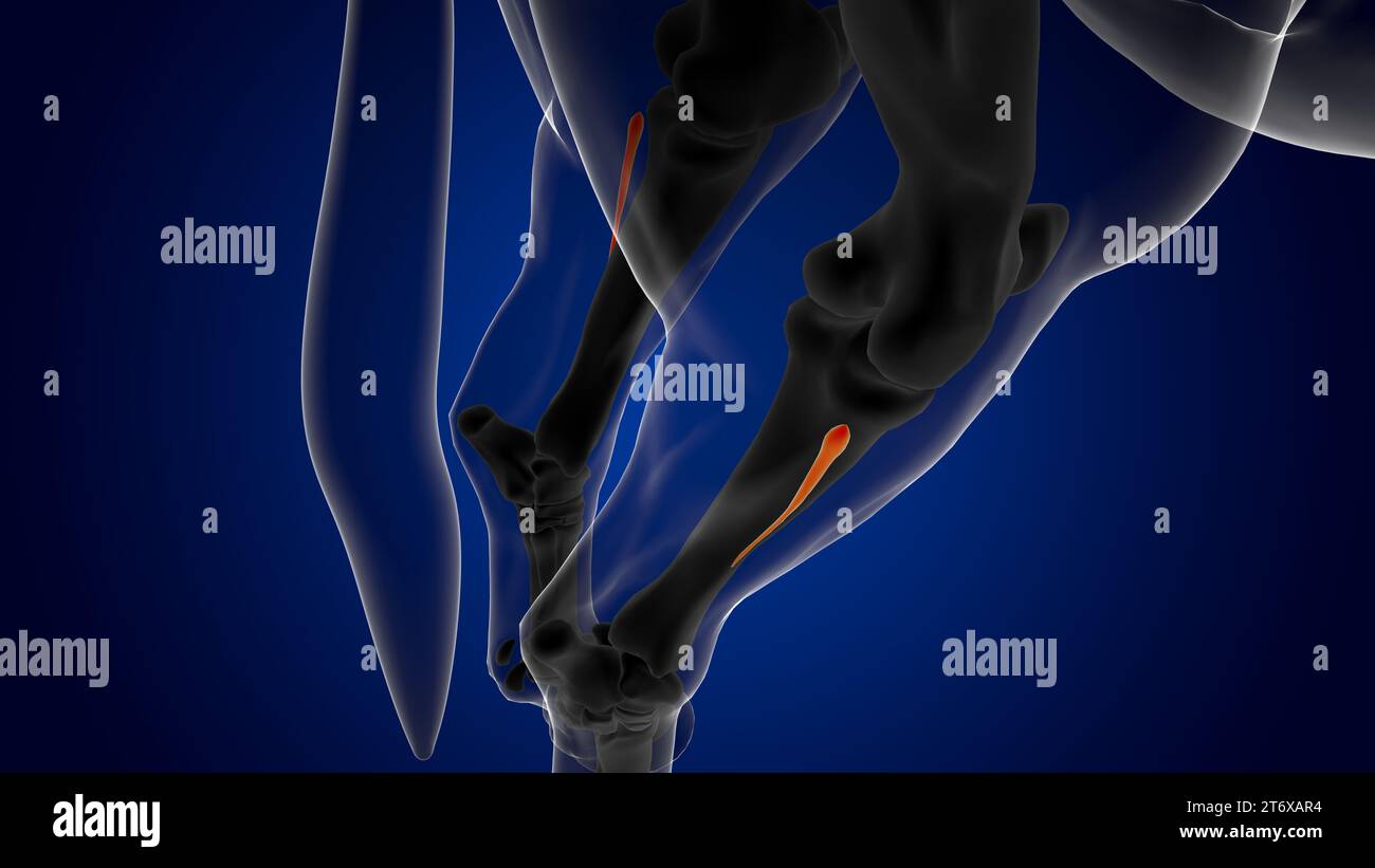 Fibula bone horse skeleton anatomy for medical concept 3D Rendering ...