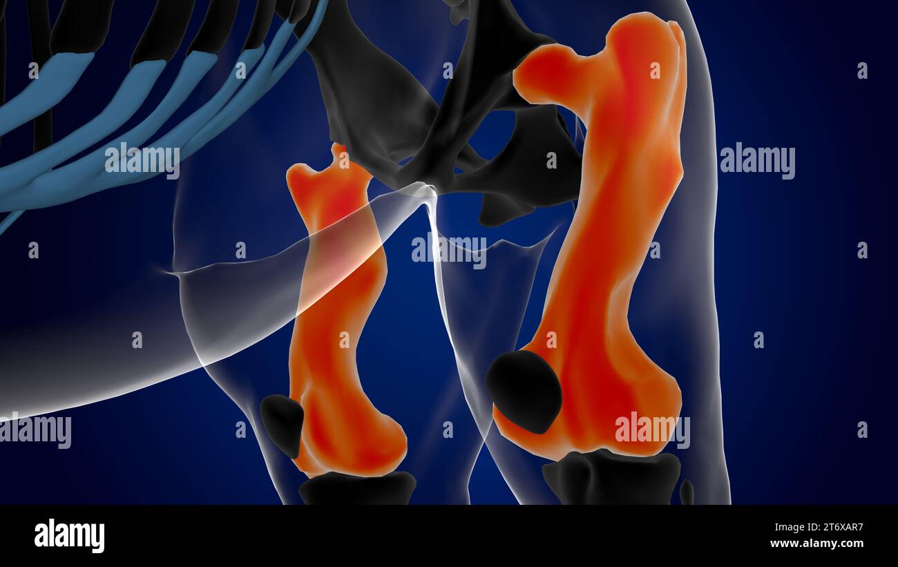 Femur bone horse skeleton anatomy for medical concept 3D Rendering ...